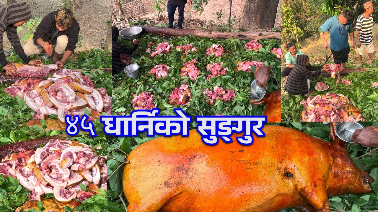 110 kg pork meat cutting in Nepal village style// rural Nepali life ...