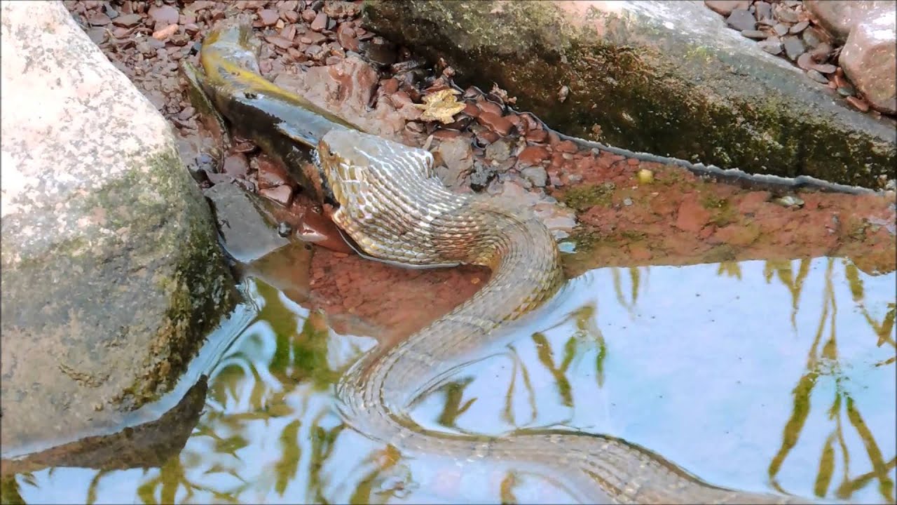 Northern Water Snake eating a Bullhead fish - YouTube