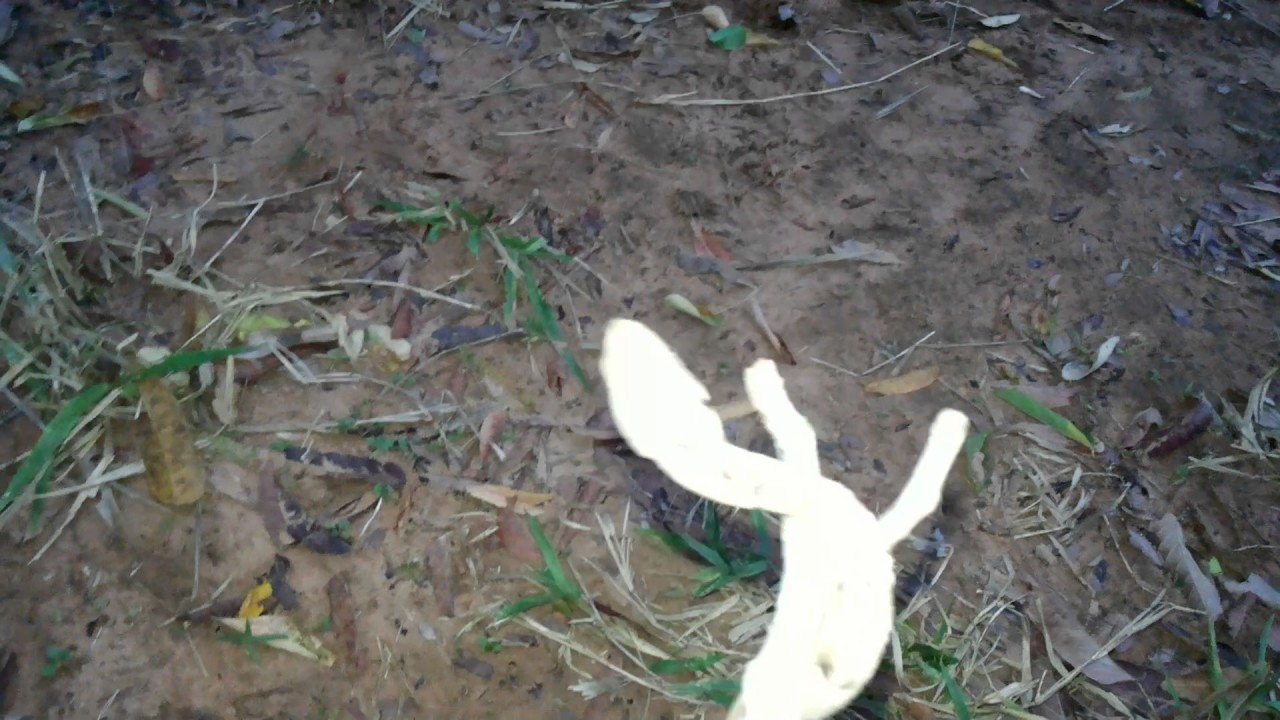 Jararaca Rabo de osso, região manso Cuiabá MT - YouTube