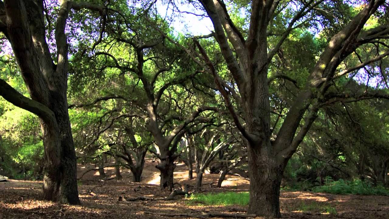 Thomas F. Riley Wilderness Park - YouTube