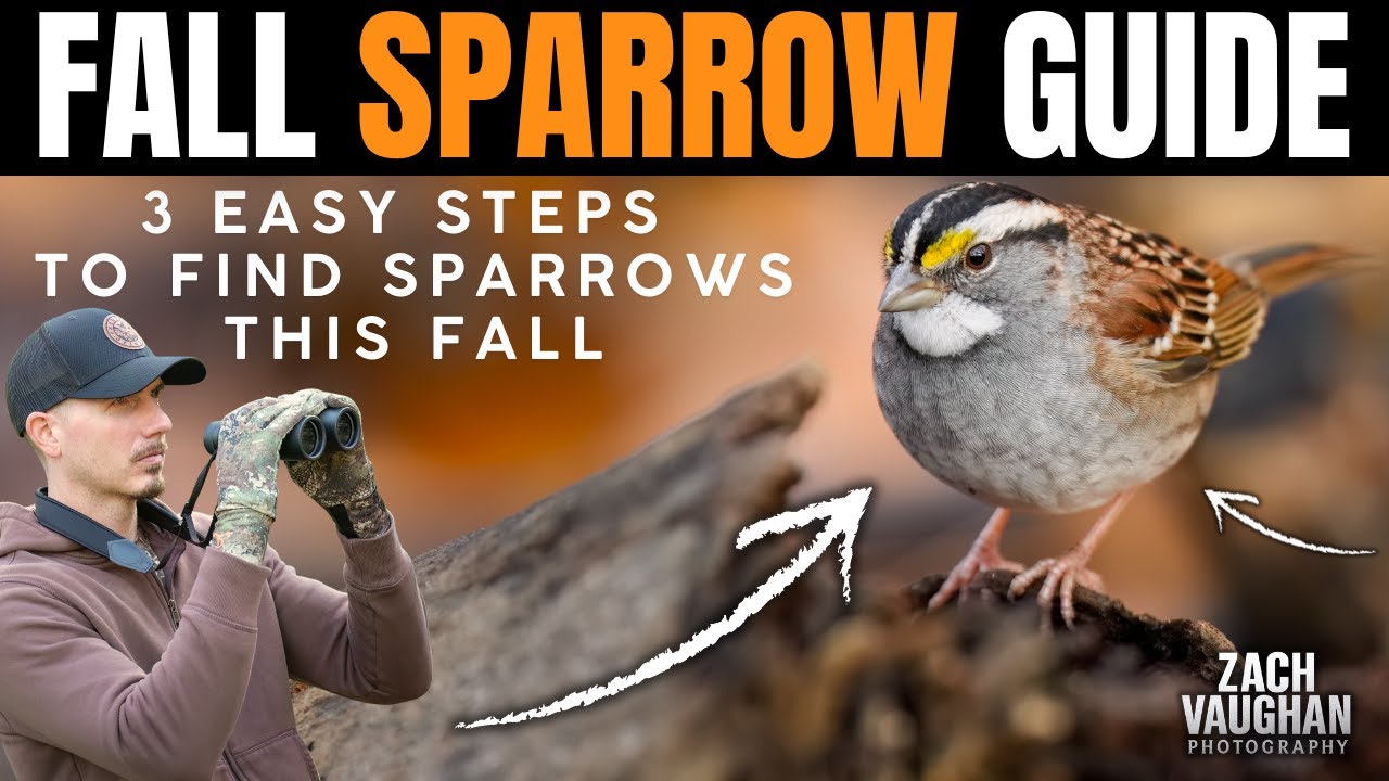 Fall Sparrow Guide - YouTube
