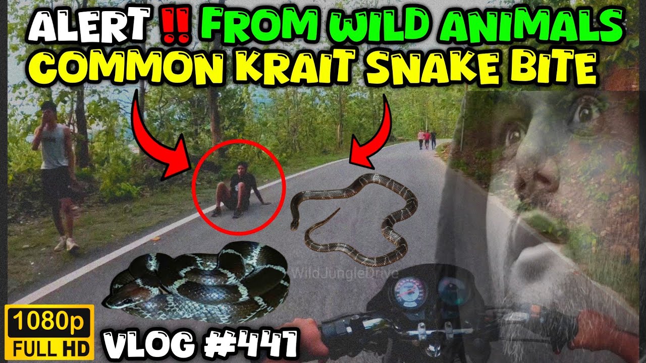 Alert From Wild Animals‼️🐍भारत का सबसे ज़हरीला सांप Common Krait Snake ...