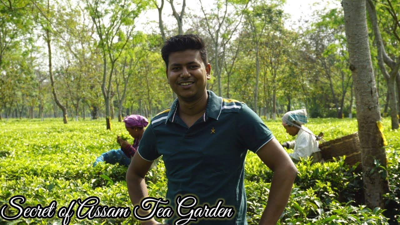 Assam Tea Garden - YouTube