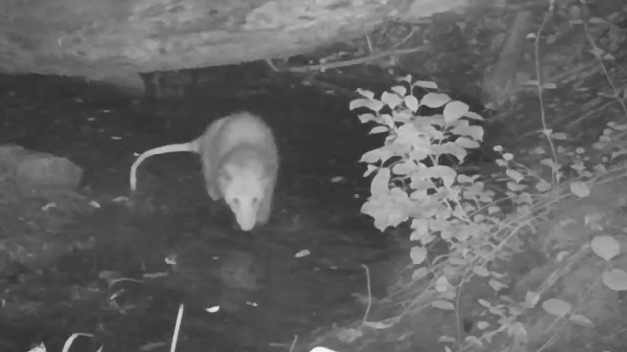 Opossum & Forest Wildlife After Dark; Possum, Raccoons, Red Fox ...