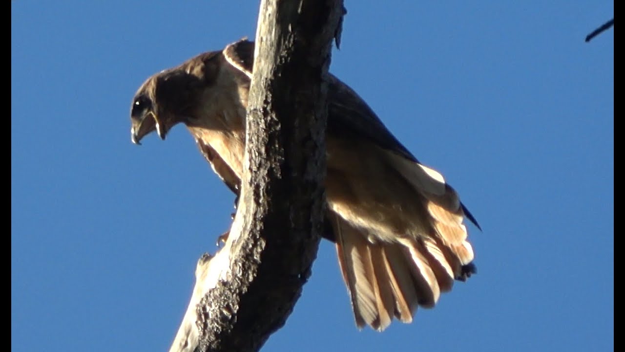 Courtship Calls of Red-tailed hawks - YouTube