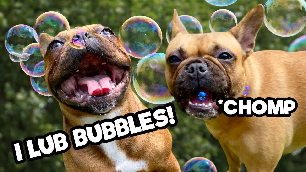 Dogs Playing With BUBBLES For The First Time! - YouTube