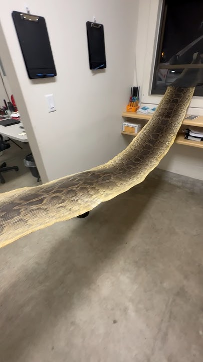16ft python skin one of our guests brought in. Recently caught in the ...