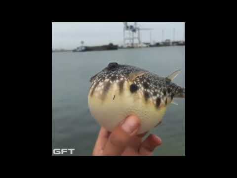 The sound a puffer fish makes when its deflating. - YouTube