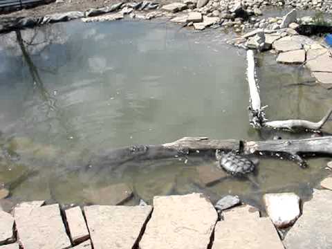 Dregen the Common Snapping Turtle enters the Pond - YouTube