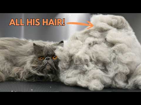 The Most INSANE Cat Grooming Experience I've Had 😲