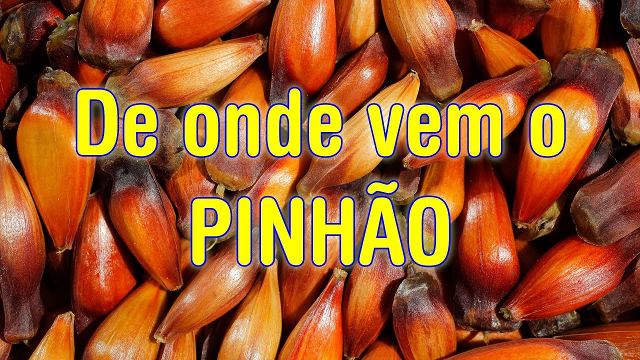 Dica: De onde vem o pinhão? - YouTube