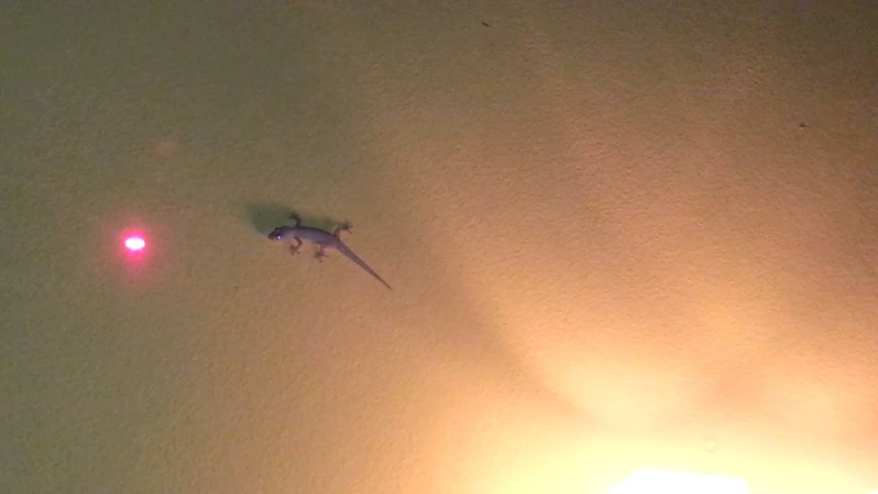 Gecko chasing laser light - YouTube