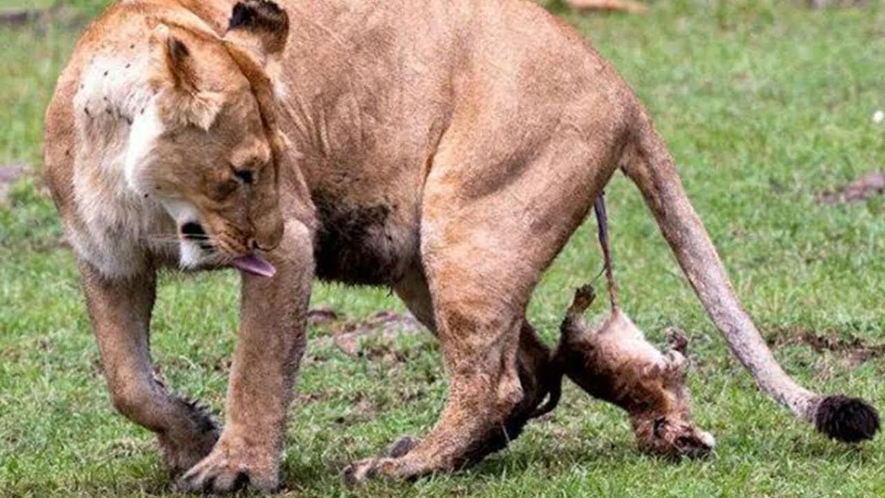 LION Gives birth live on camera !!! Unbelievable Rare Lion Birth - YouTube