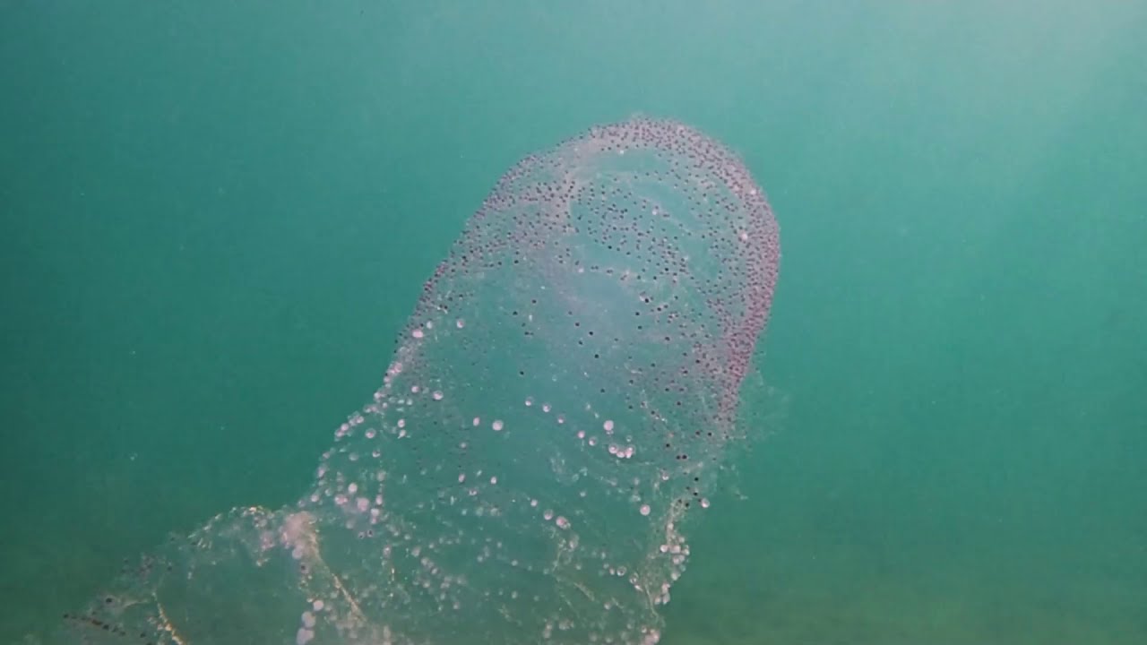 Dimond Back Squid egg Mass - YouTube