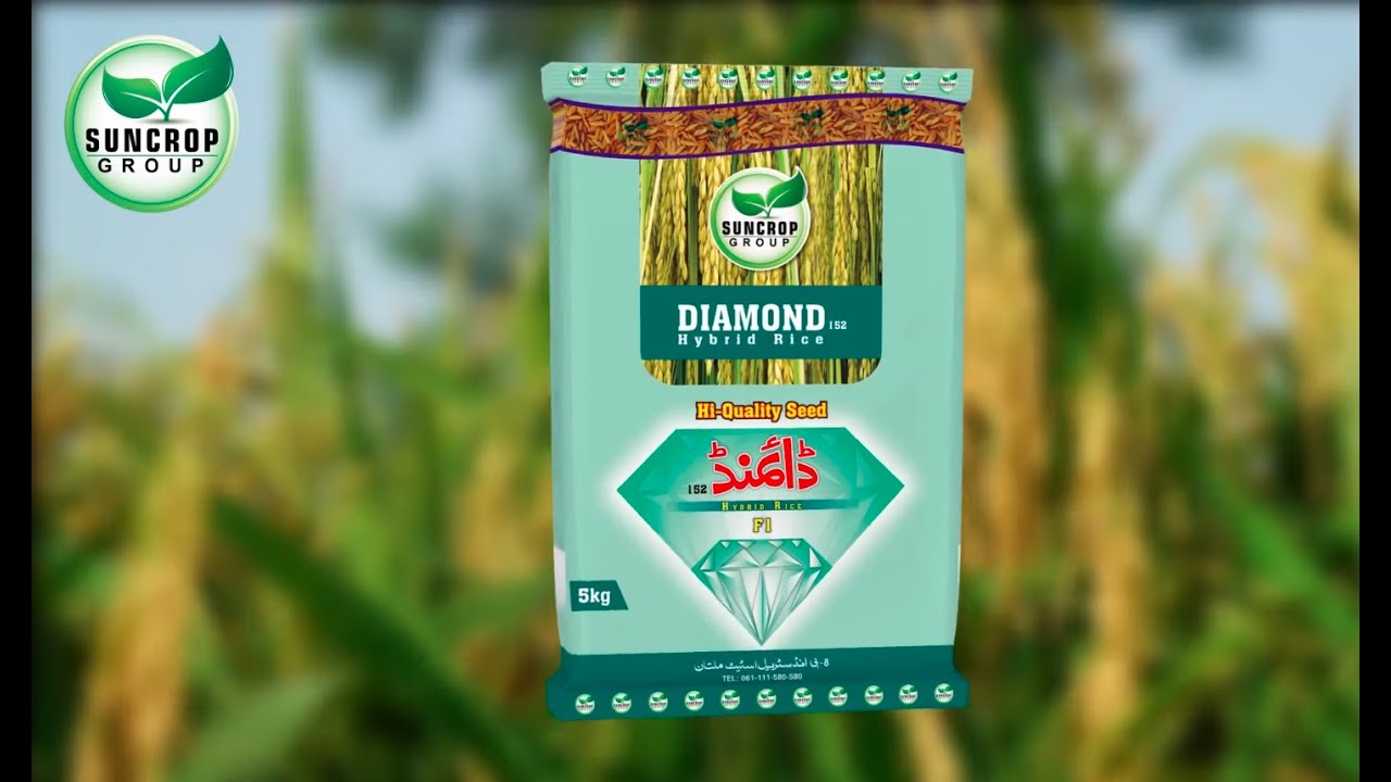 Muhammad Shahid (Farmer) Feedback of Diamond 152 Hybrid Seed Suncrop ...