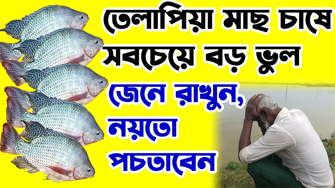 মনোসেক্স তেলাপিয়া মাছ চাষে বড় ৩ টি ভুল। মোবাঃ 01710-013862. Mistakes ...
