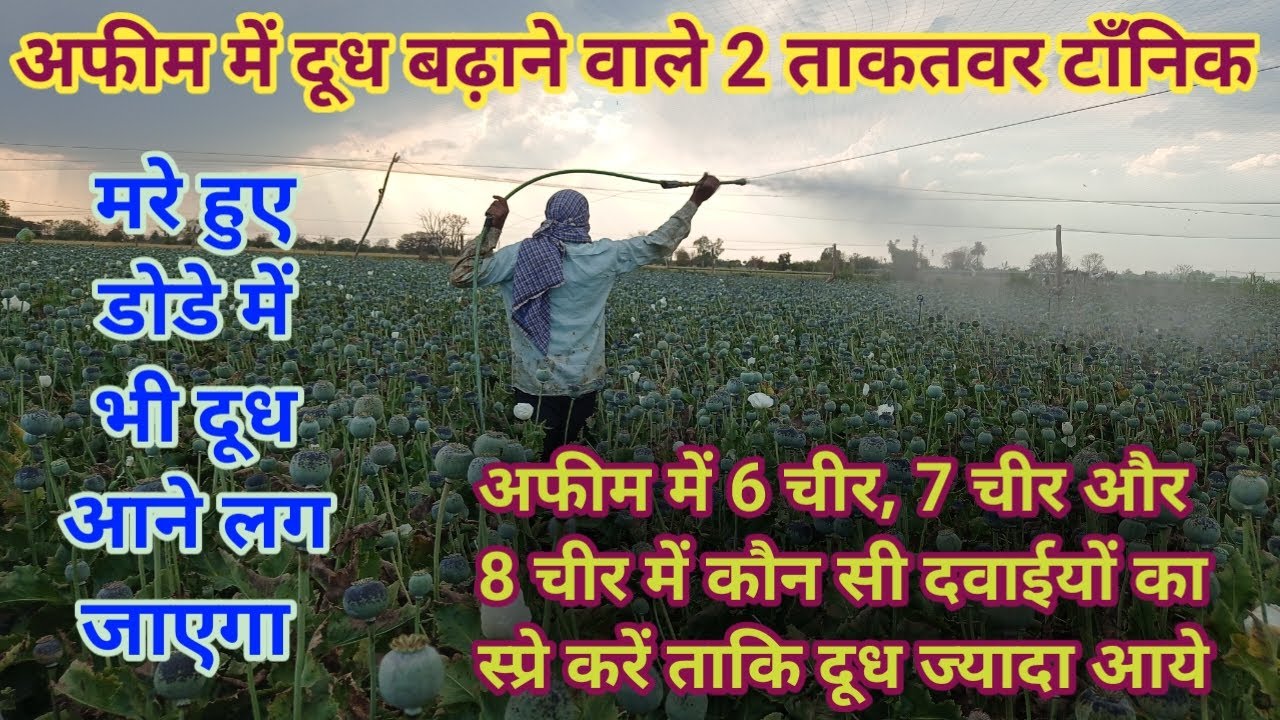 अफीम की फसल में दूध बढ़ाने वाले 2 बेस्ट टाँनिक/आपके में दूध बढ़ाने वाले ...