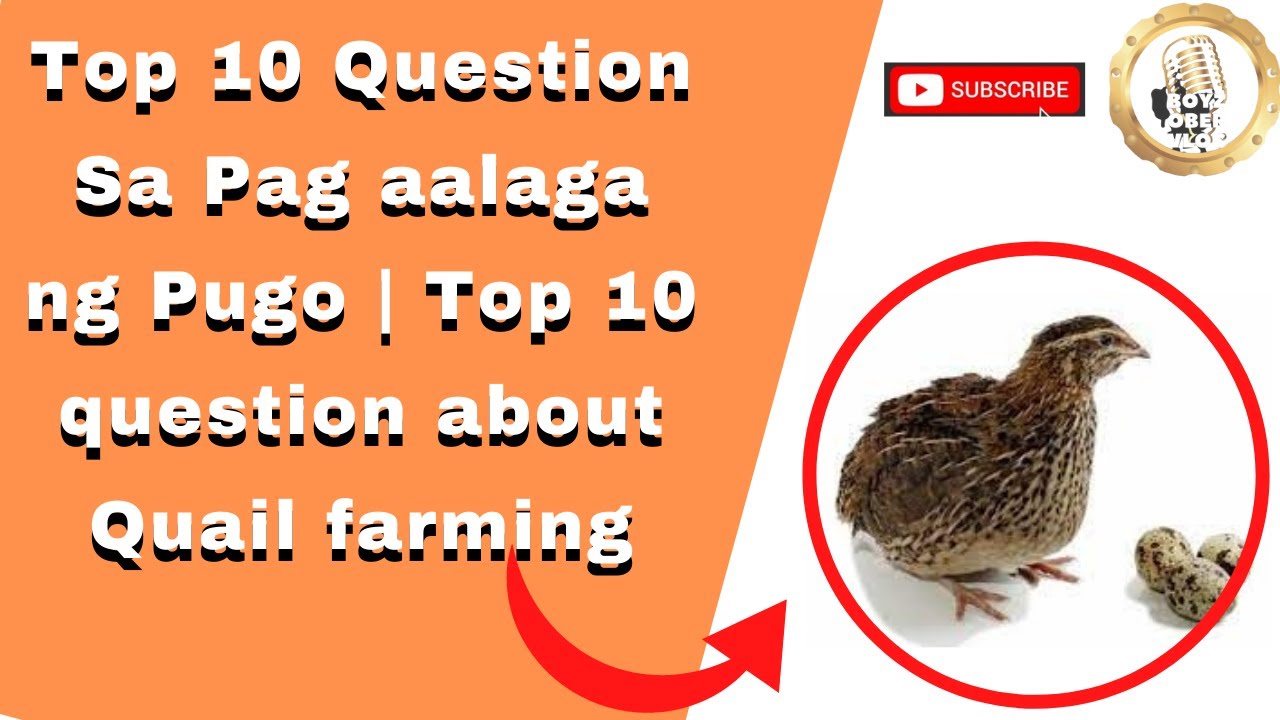 Top 10 Question Sa Pag aalaga ng Pugo | Top 10 question about Quail ...