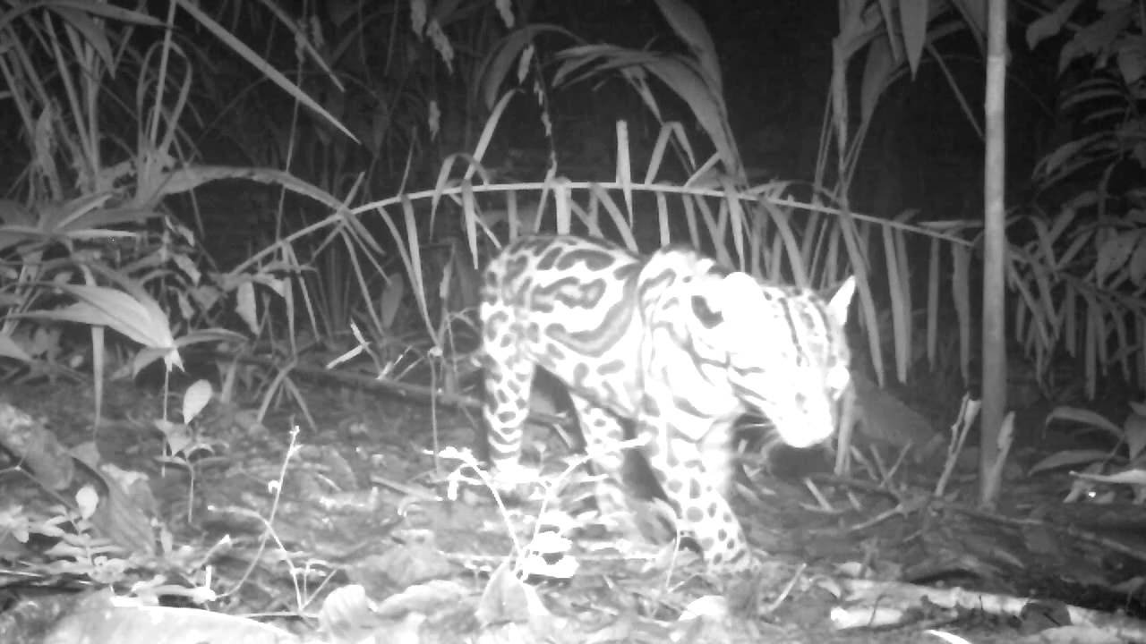 Ocelot at the Canopy Tower, Panama - YouTube
