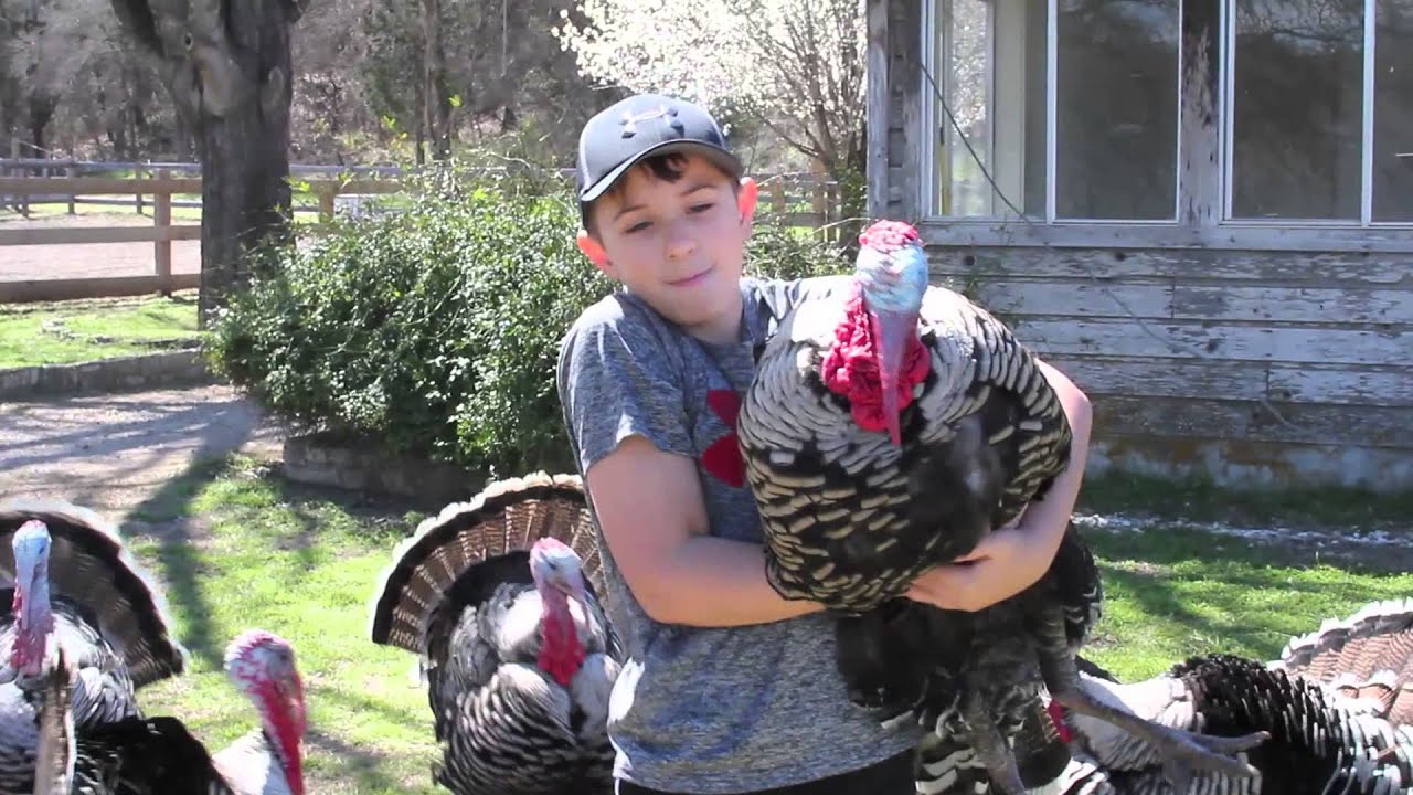 Turkey Catching - YouTube