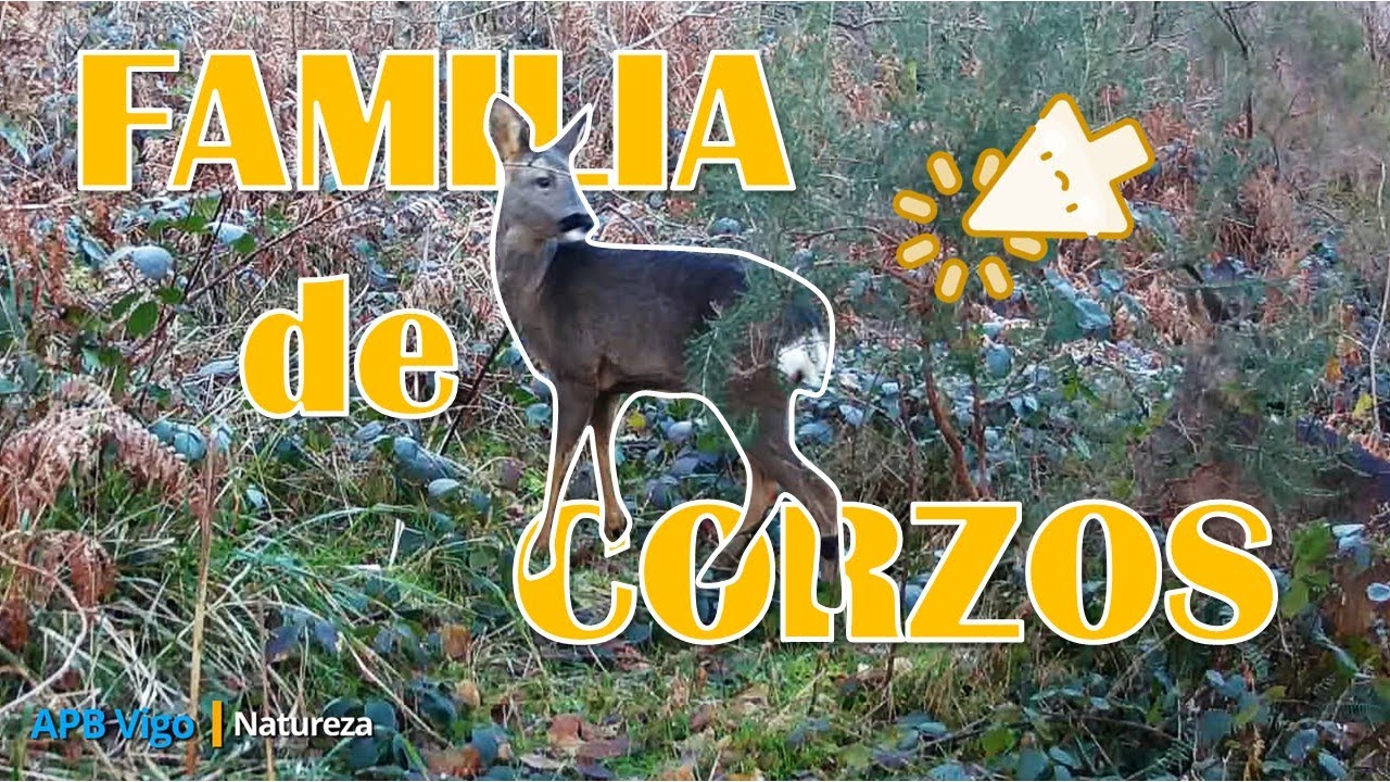 Familia de CORZOS. #galicia #apbvigo #corzo - YouTube