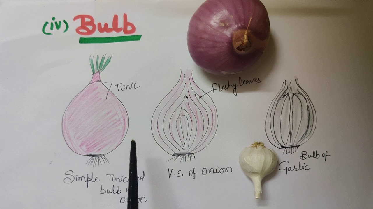 Stem part 2 ( Modifications of stem) - YouTube