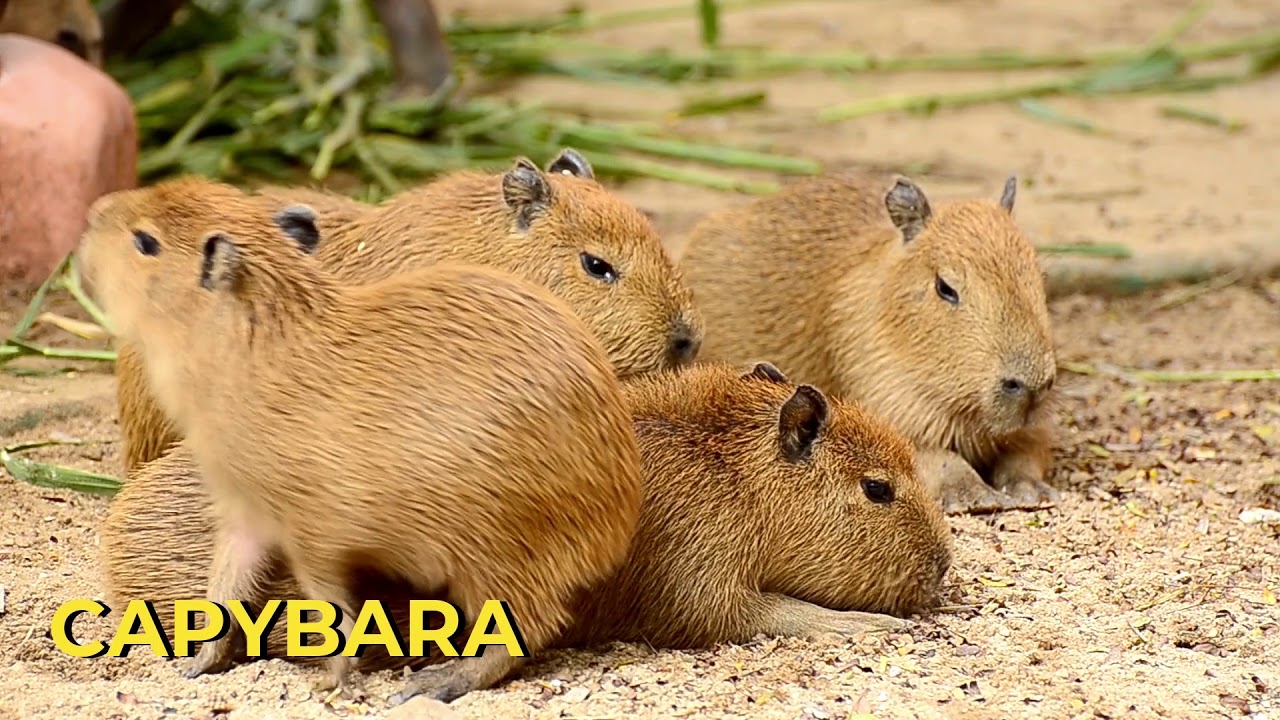 Zoo Animals for Children, Kids, Preschool | Videos and Sounds of Wild ...