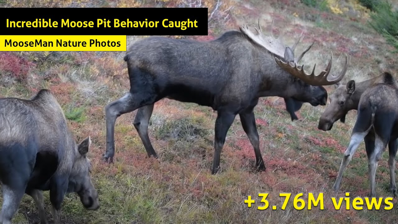 Moose Pit Behavior Caught On Camera - YouTube