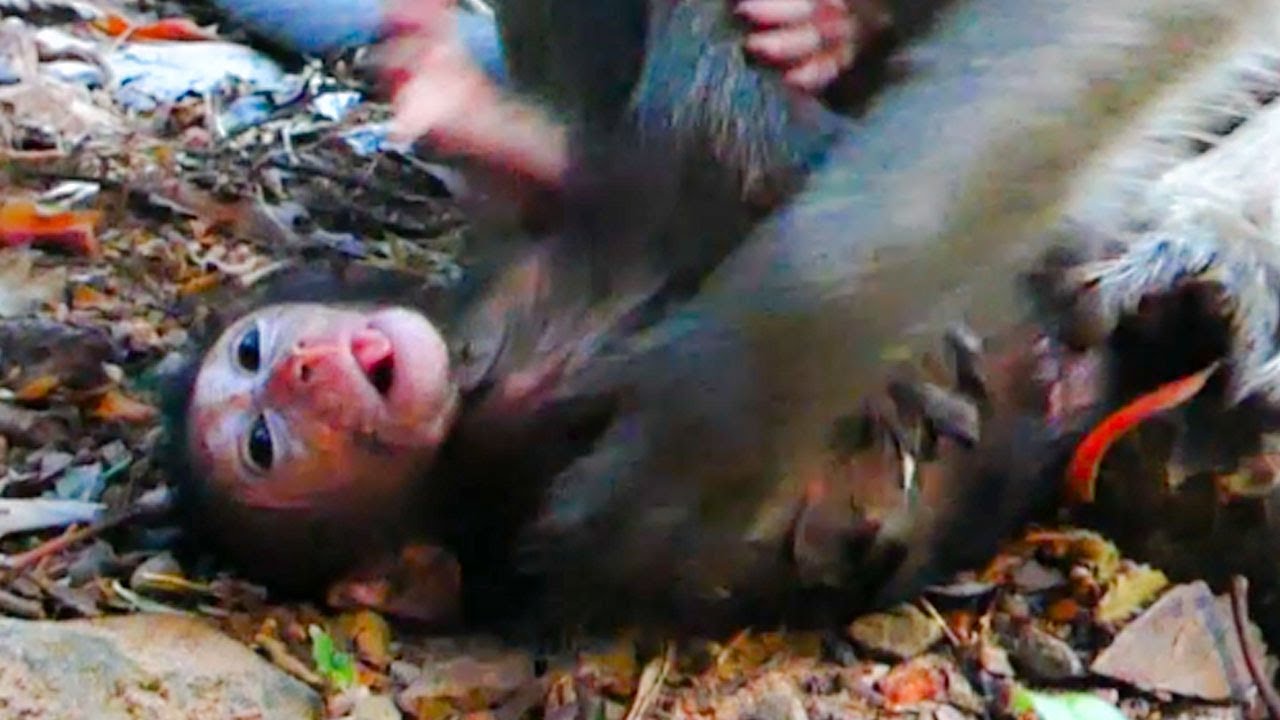 OMG! Ter-rible New Born Baby Monkey Falling Down From Mom Hand Ser ...