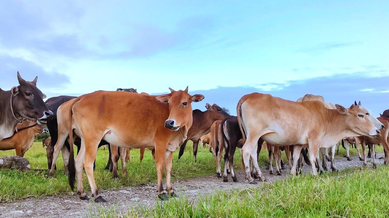 LEMBU SAPI MOo || Ladang Hijau Penuh Dengan Sapi Dan Lembu Lucu ...