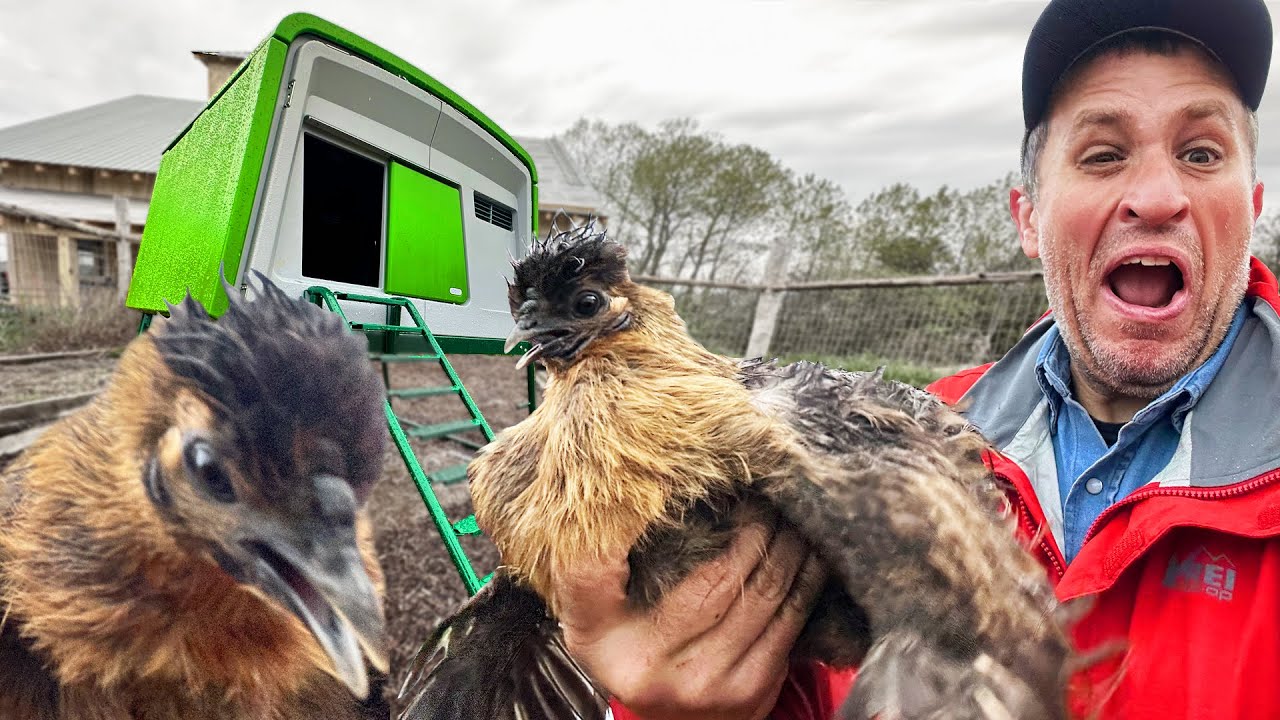 A New Weird House for My Weird Chickens - YouTube