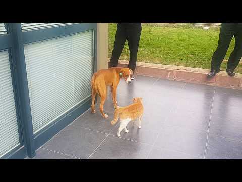 Kedi Köpek Kavgası Kim Kazandı?