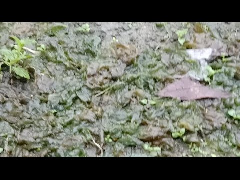 Jamur Selo Di Depan Rumah - YouTube