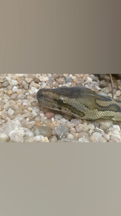 The python pose - YouTube