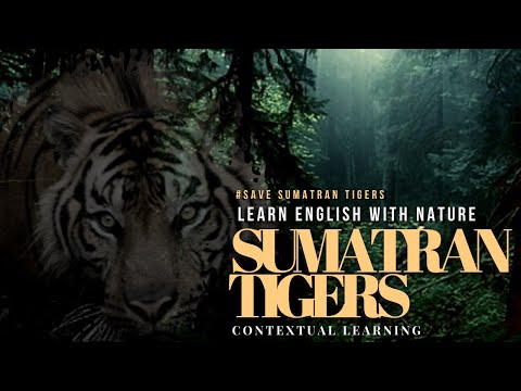 HARIMAU SUMATRA speaks ENGLISH🐾 Learn with Video Transcript #indonesia #english #online