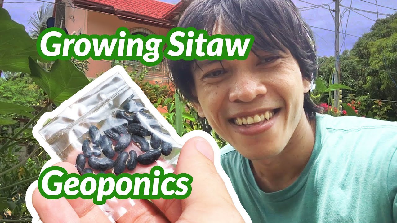 Growing Sitaw from Seed - YouTube