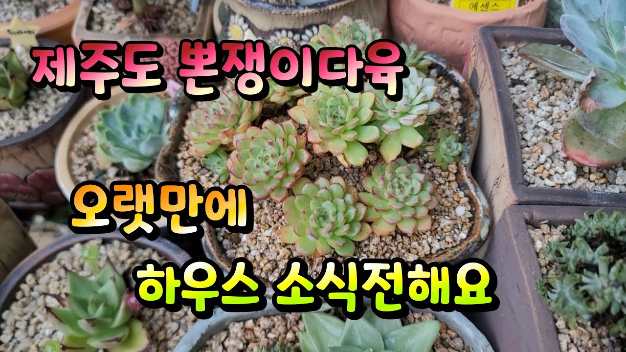 오랫만에 전하는 제주도 뽄쟁이다육 하우스 소식 뽄쟁이다육 다육식물 다육이키우기 다육이 다육하우스 Youtube
