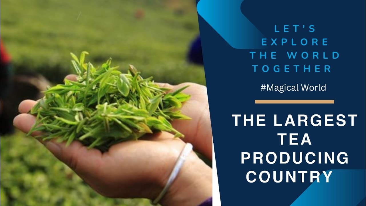 The Largest Tea Producing Country YouTube the-largest-tea-producing-country-youtube