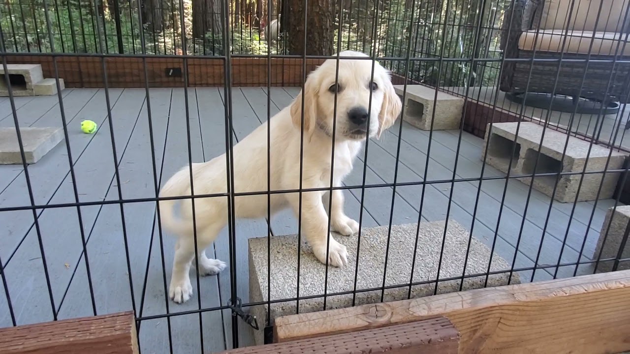 puppies saying hello - YouTube