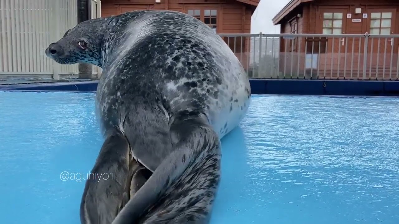 Wagging sea dog - YouTube