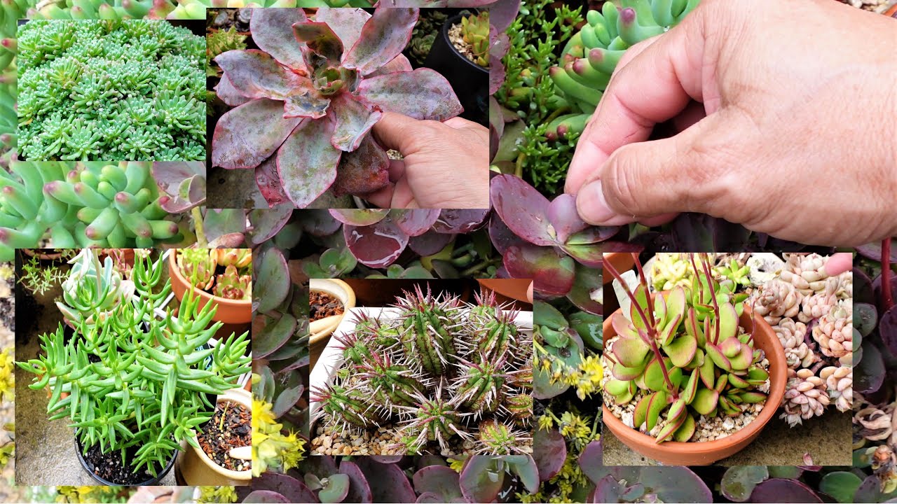 Euphorbia, Sedum, Crassula, Caterpillar & Mold | VLOG #92 Succulents ...
