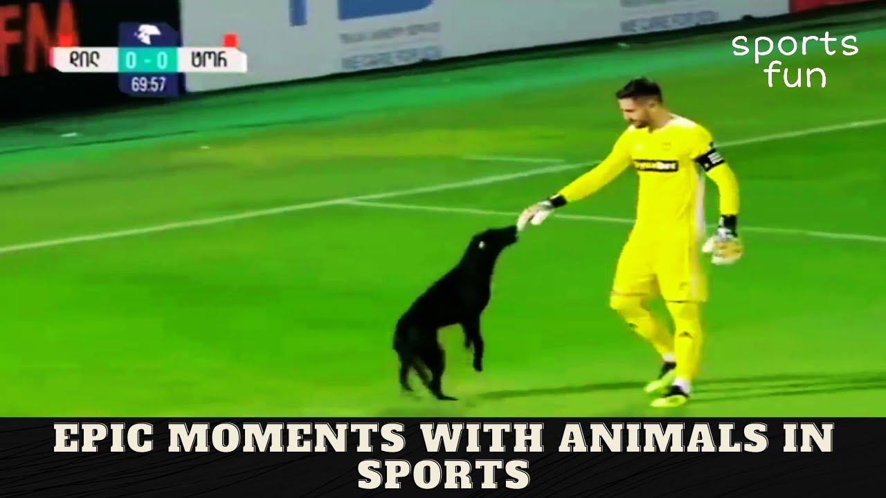 20 EPIC MOMENTS WITH ANIMALS IN SPORTS - YouTube