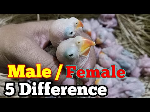 Male Female 5 Difference AASANI SE JAN JAYEGE .