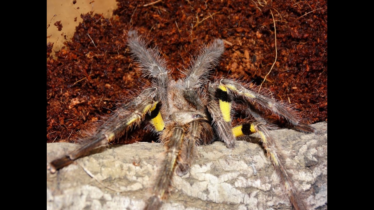 Easiest way to sex a Tarantula: Sexual dimorphism in Tarantulas ...