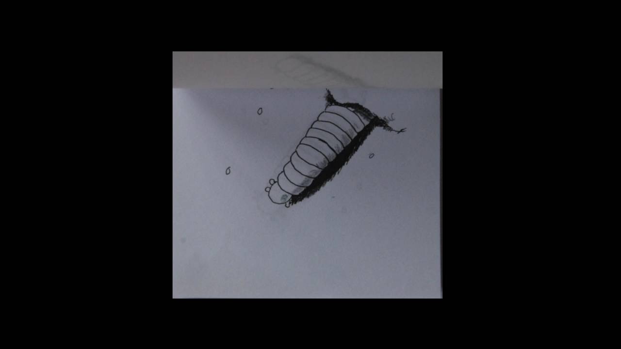 The evolution flip book - YouTube