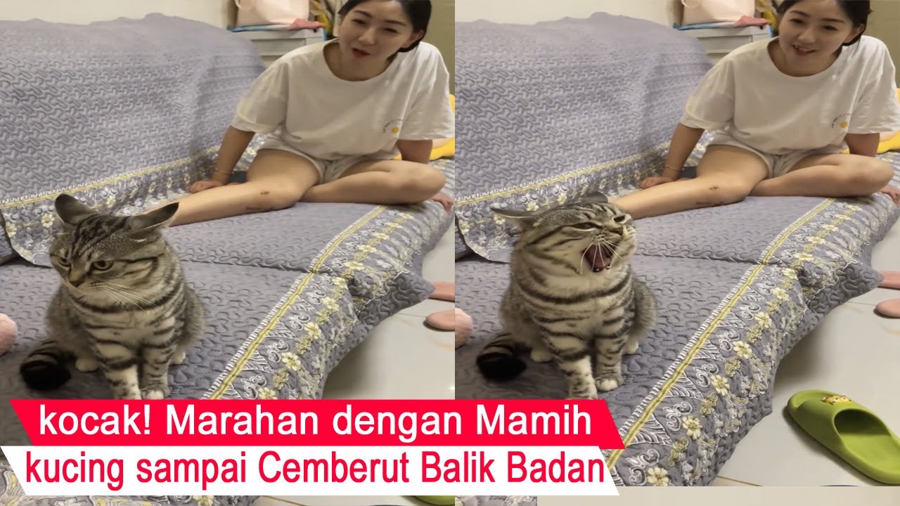 NGAKAK BANGET/ Expresi Lucu kucing menolak kena Marah Mamih sampai ...