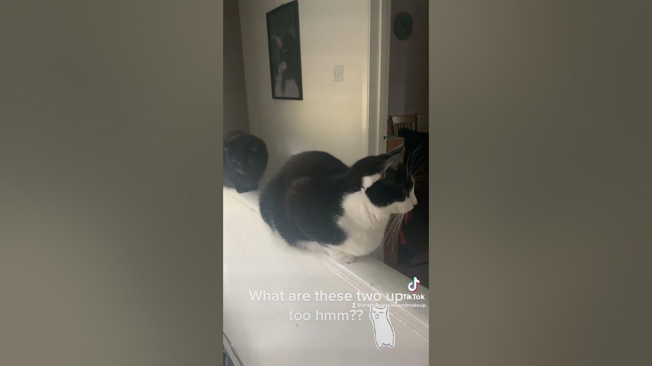 #cat #blackcat #tuxedocat what are Oreo and Hades planning?hmmm… - YouTube