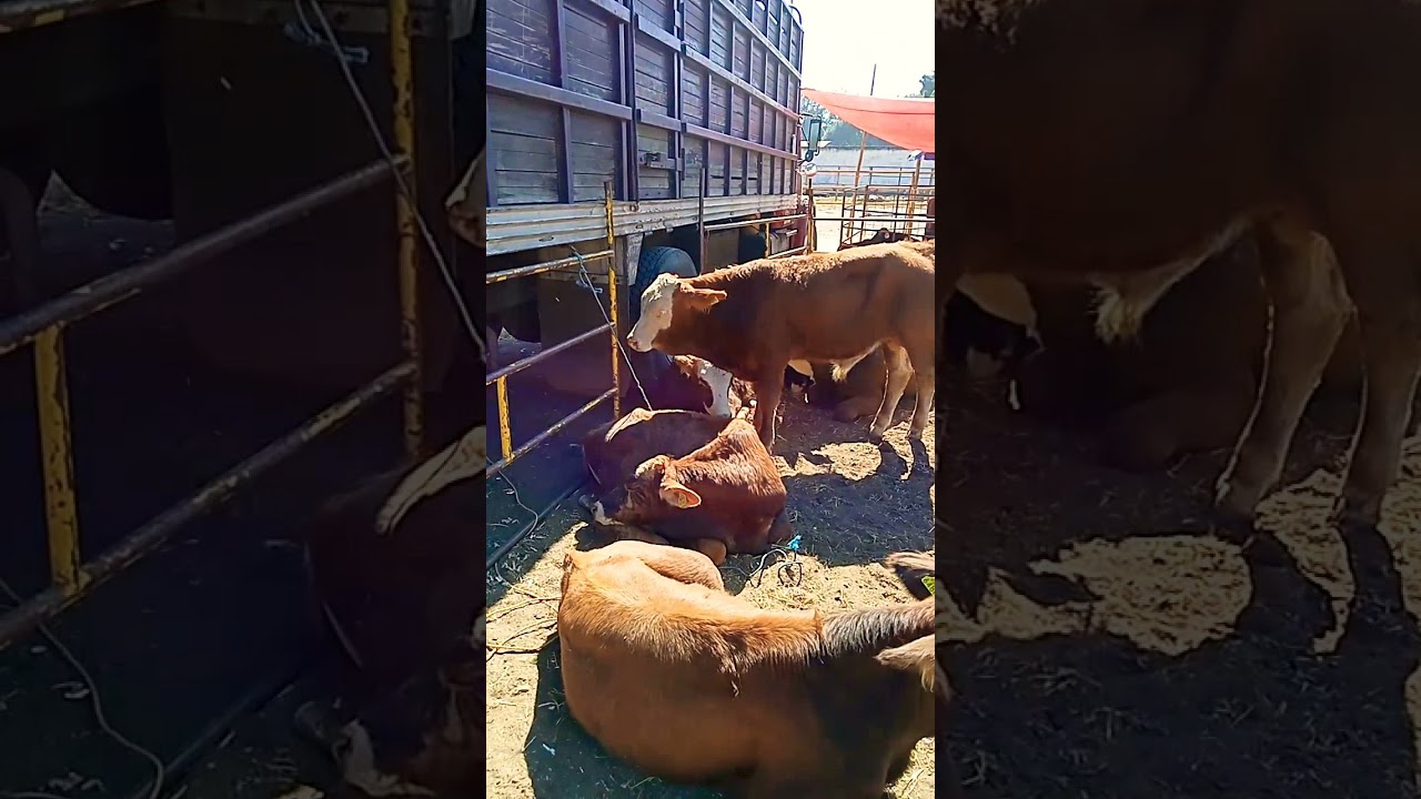 Toros y Vacas - YouTube