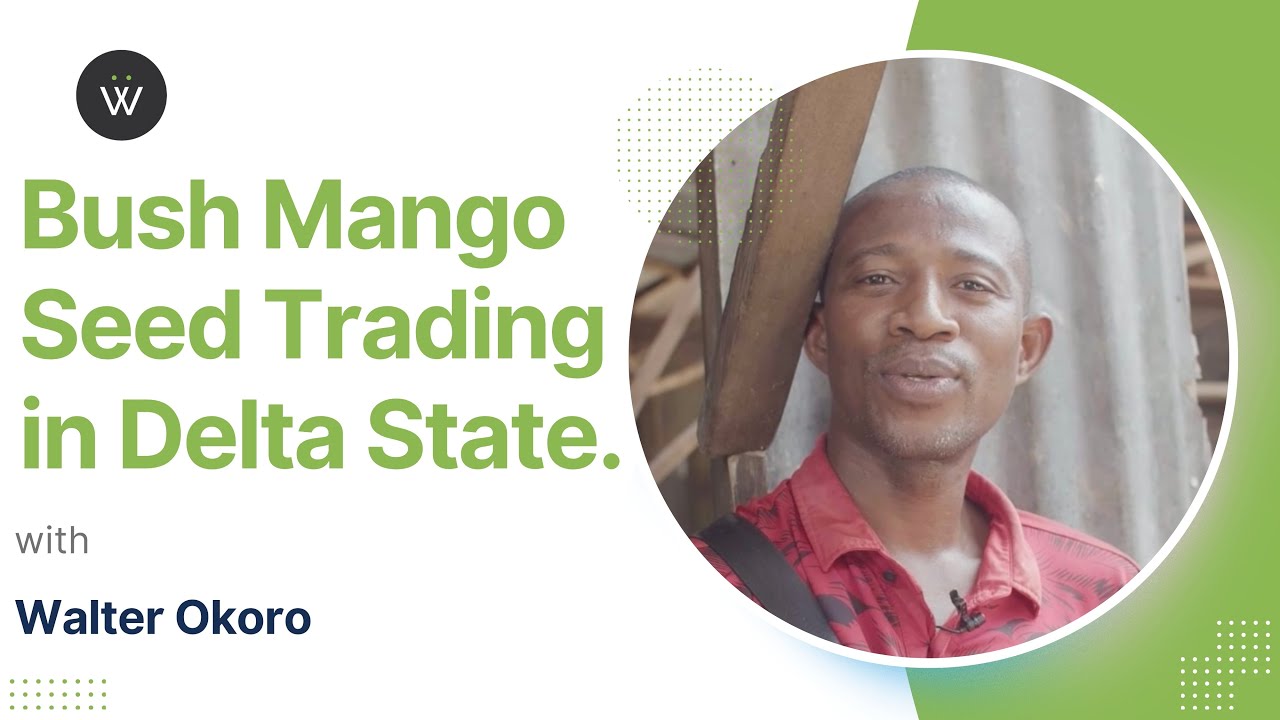 Bush Mango Seed Trading: Insights from Oko Market - YouTube