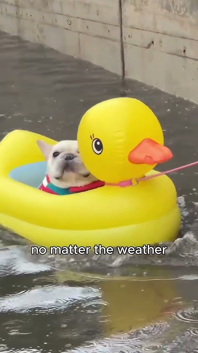 On my way home from work, picked up the most important treasure of my life.#shortvideo #dog # ...